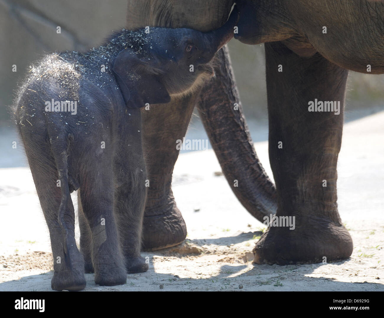 Elephant girl 'Bindi' is sucked by her mother as she explores her ...