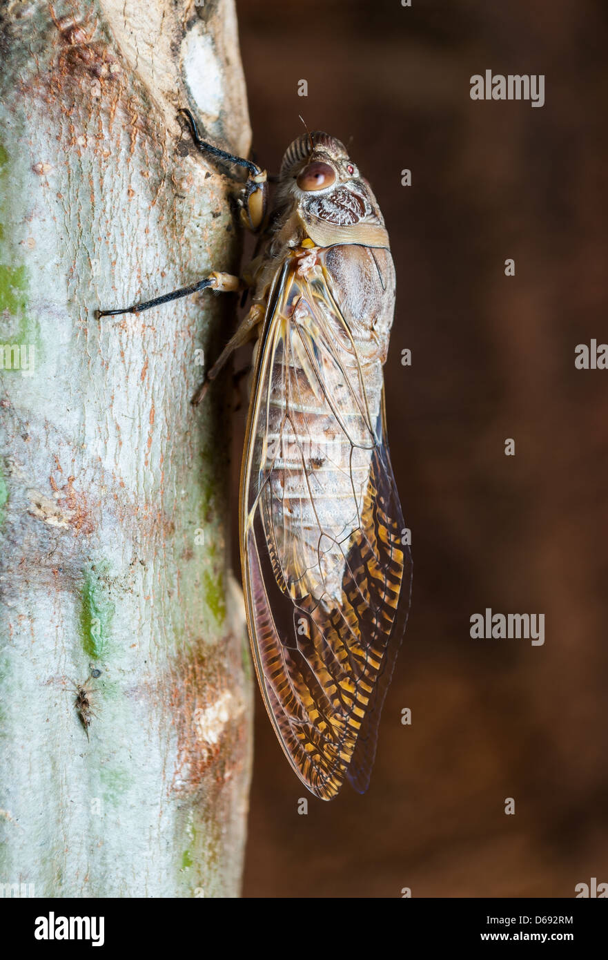 Brown cicada holding on a tree Stock Photo - Alamy