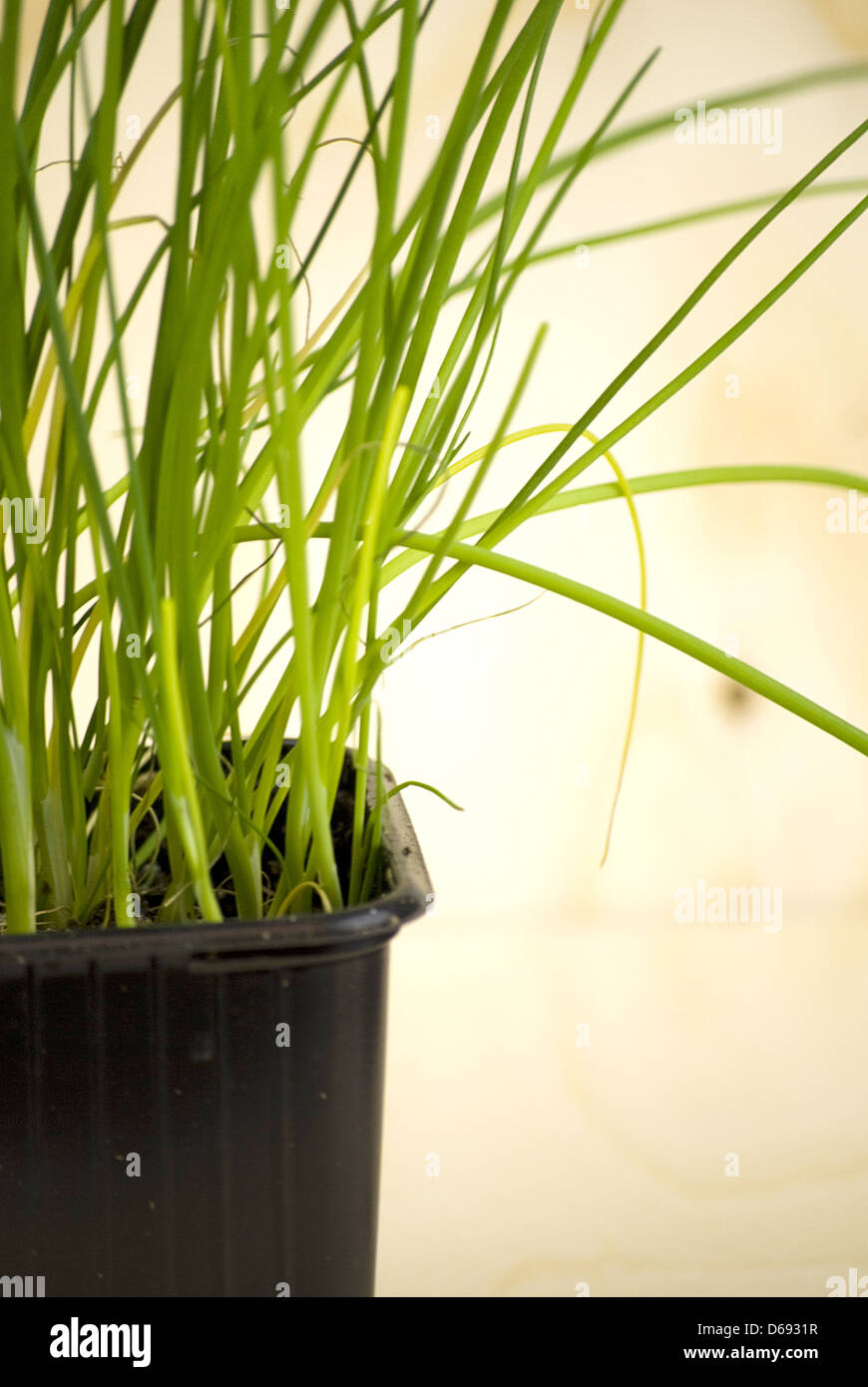 Chieves hi-res stock photography and images - Alamy