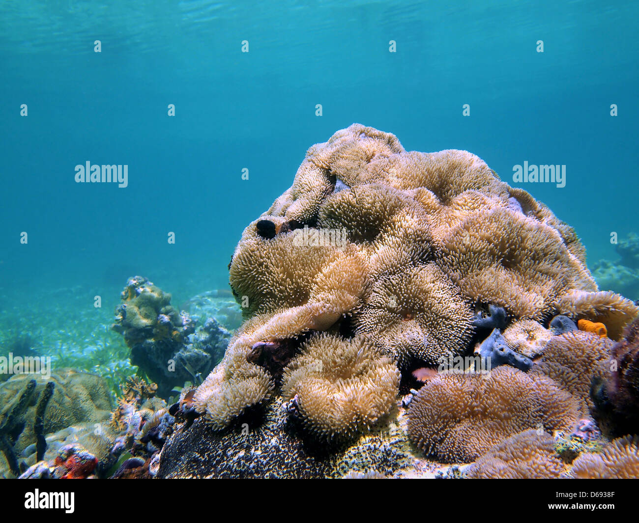 Sea anemones Stichodactyla helianthus, underwater in the Caribbean sea ...