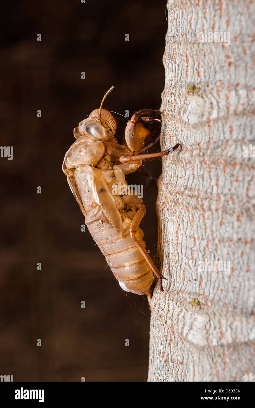 cicada slough holding on a tree Stock Photo - Alamy