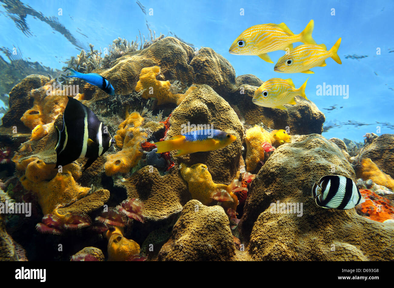 Colorful tropical fish in a shallow coral reef with sea sponges and ...