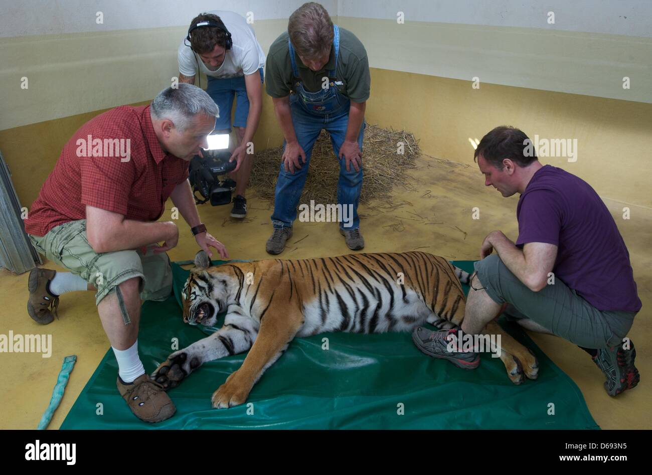 Nine-year-old tiger 'Girl' of the Berzoo Halle receives a medical ...