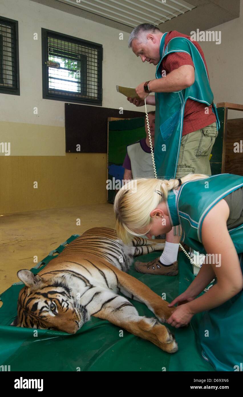 Nine-year-old tiger 'Girl' of the Berzoo Halle receives a medical ...