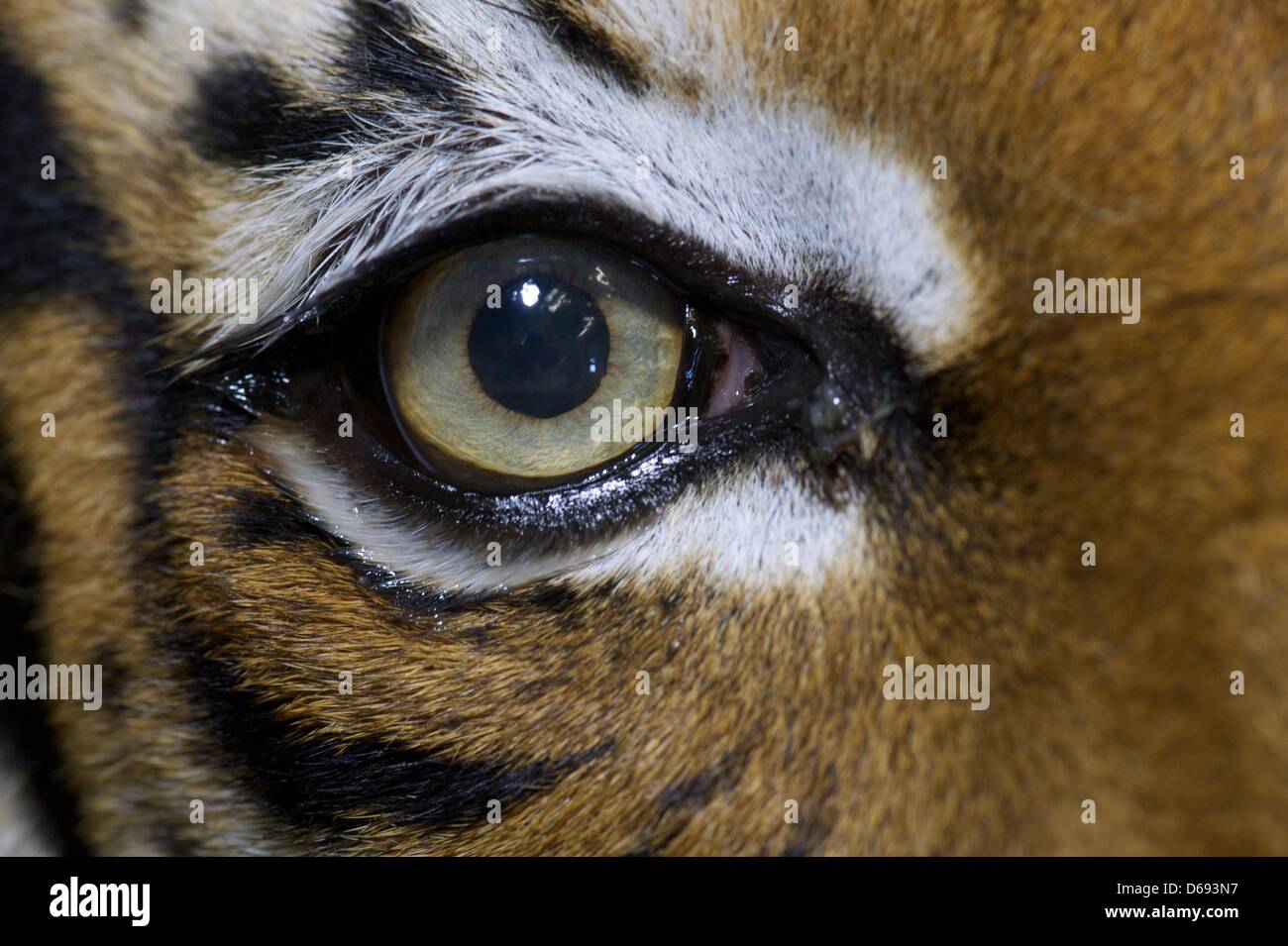 The right eye of nine-year-old tiger 'Girl' of the Berzoo Halle is ...