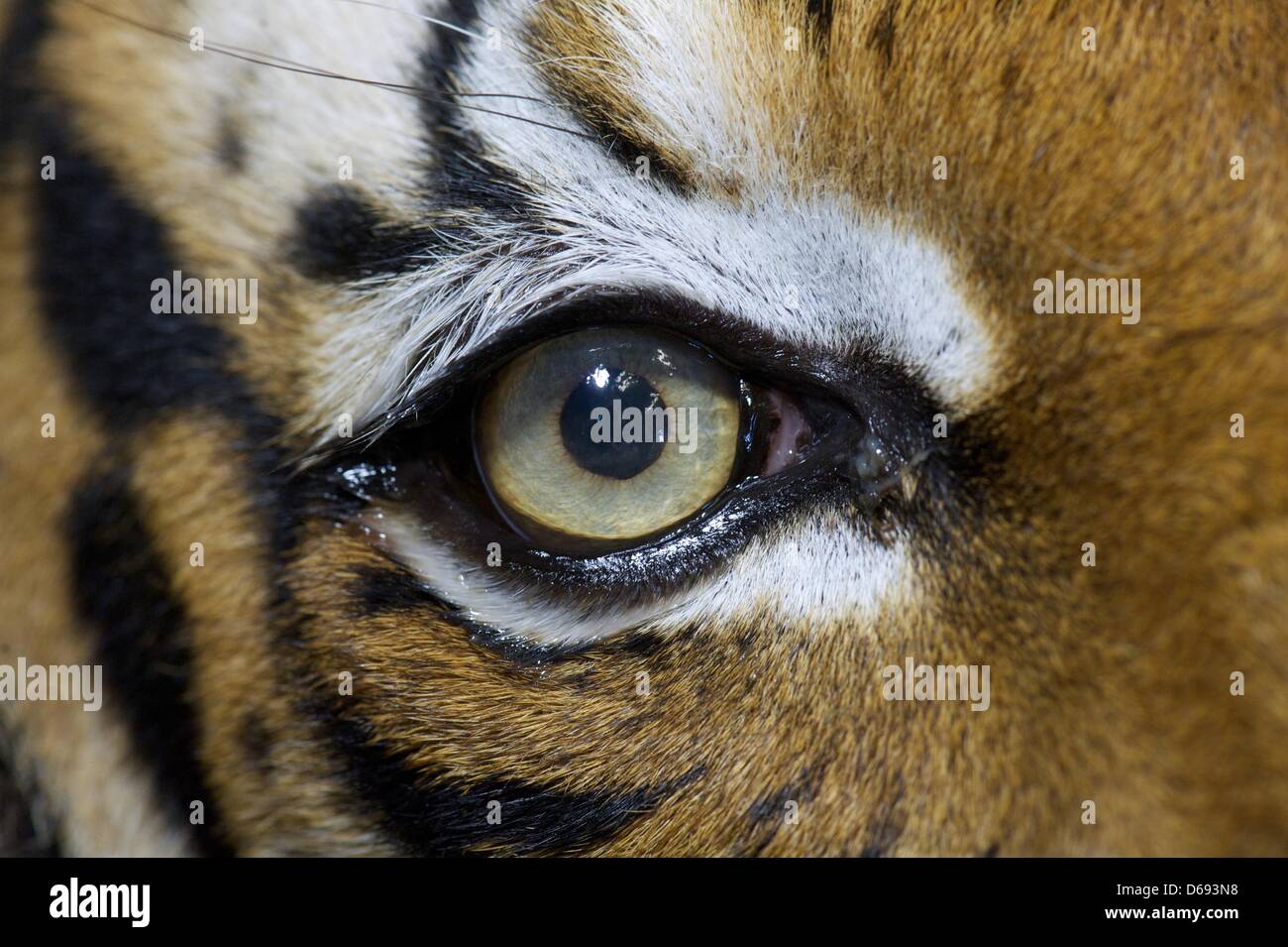 The right eye of nine-year-old tiger 'Girl' of the Berzoo Halle is ...
