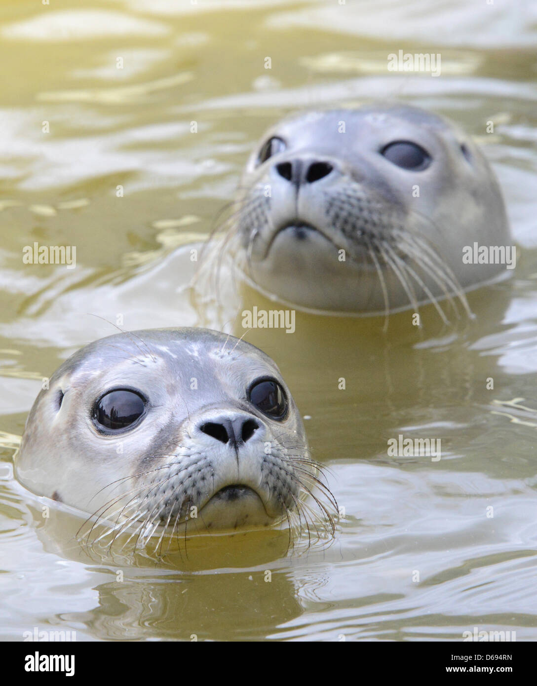 Two seals swim at the seal nursery in Friedrichskoog, Germany, 29 July ...