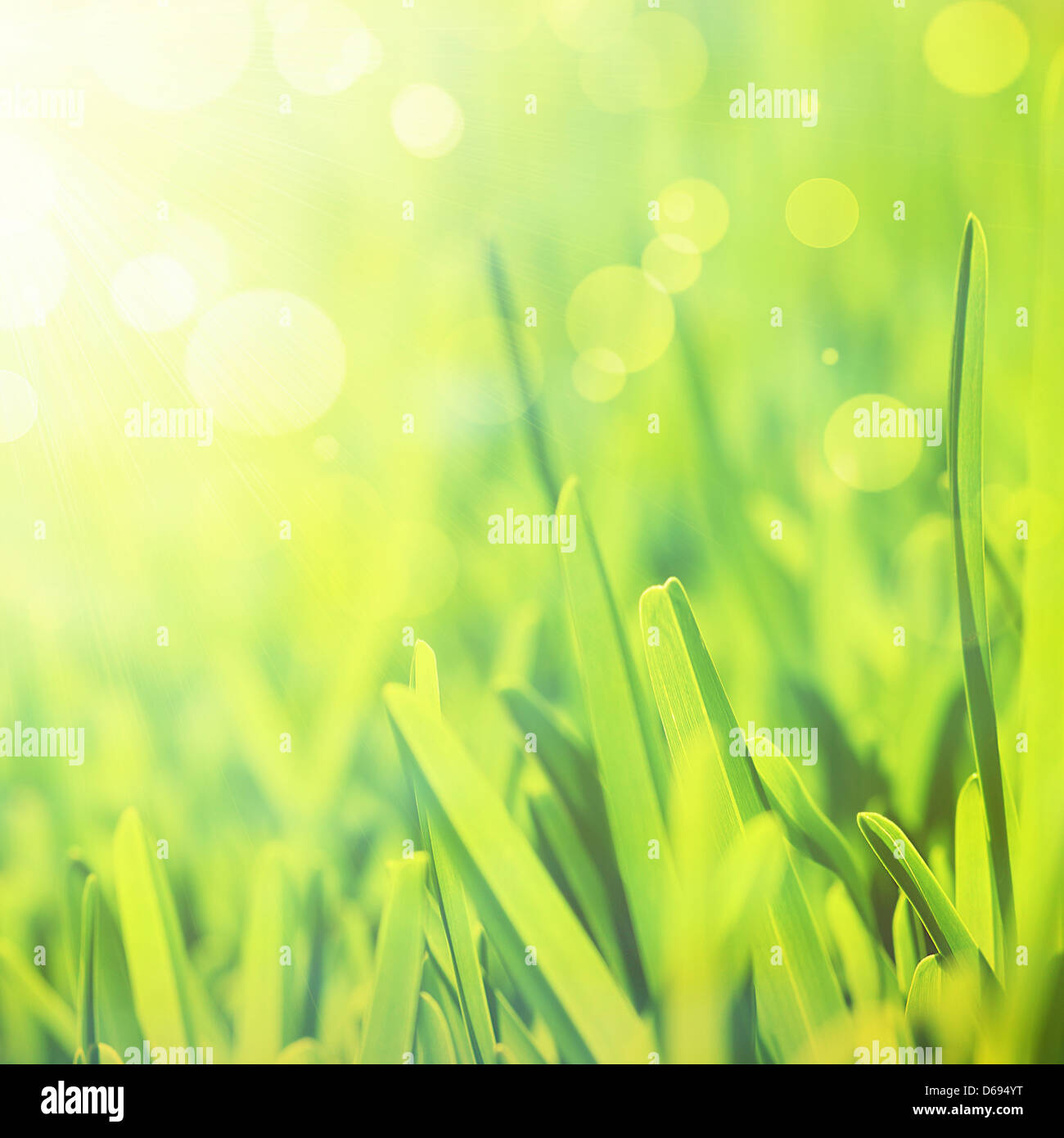 Fresh grass abstract background, bright field with sunlight, beautiful ...