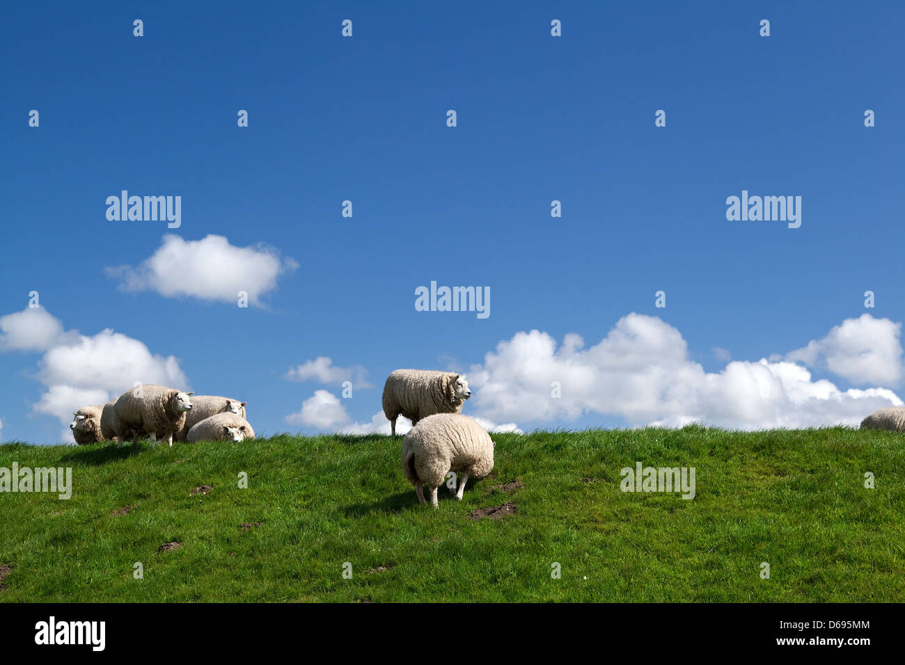 Sheep and sky hi-res stock photography and images - Alamy