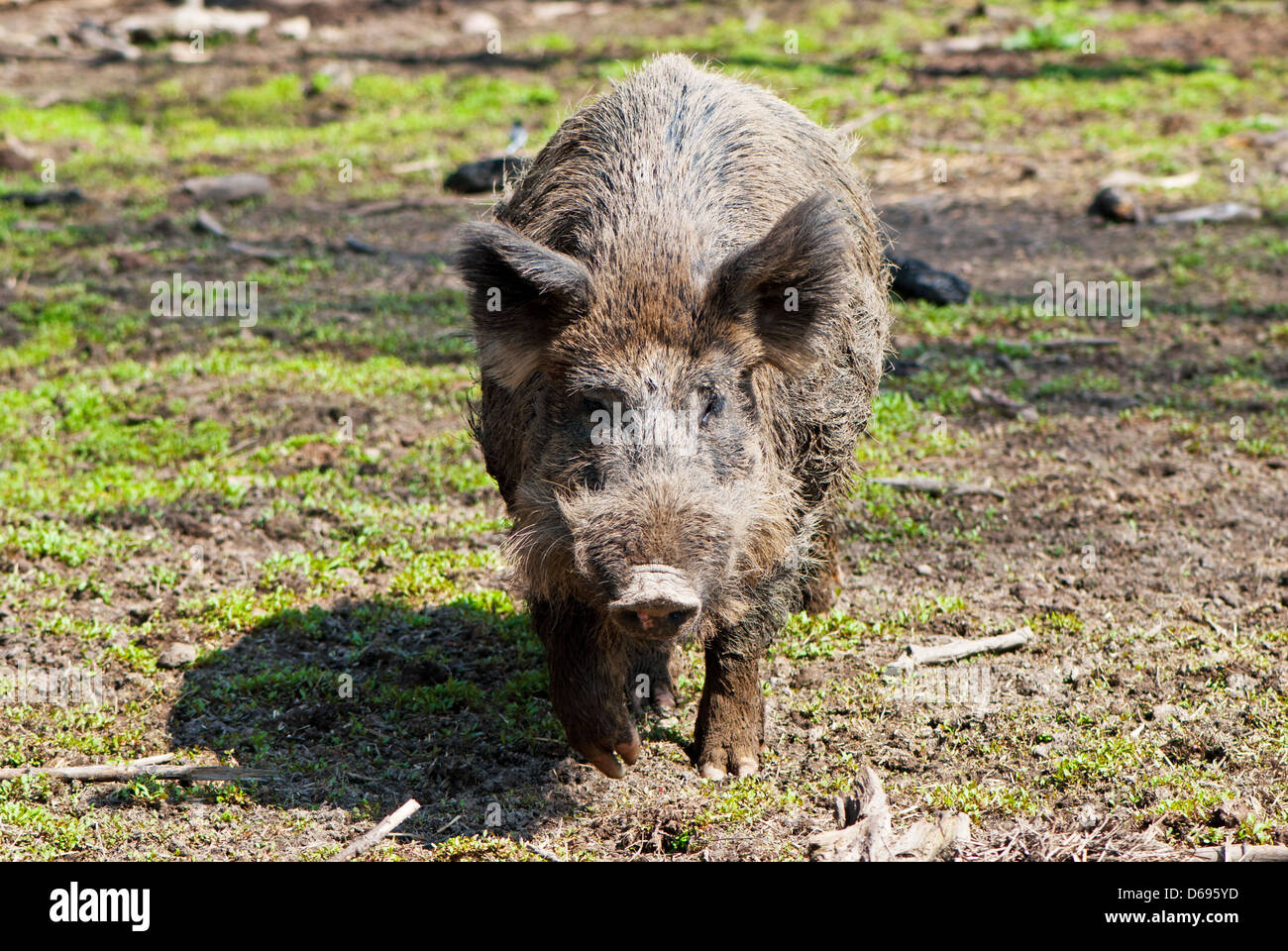 European wild boar Stock Photo - Alamy