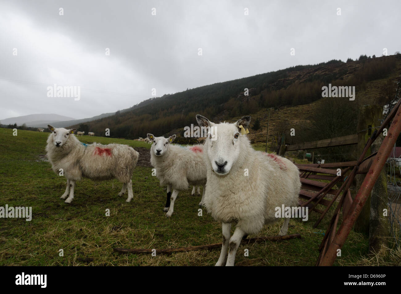 Ireland cottage sheep hi-res stock photography and images - Alamy