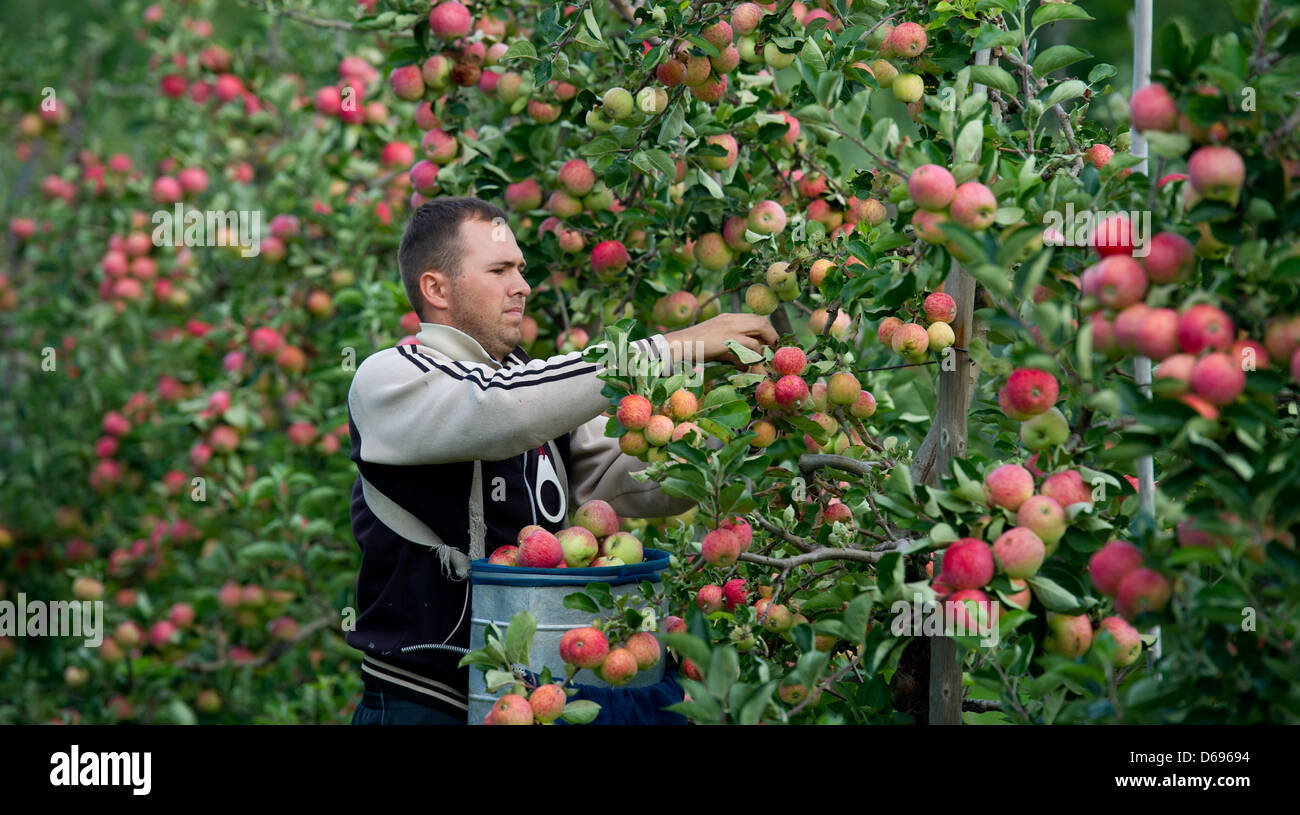 A Polish harvester of the fruit farm Herzberg picks apples of the kind ...