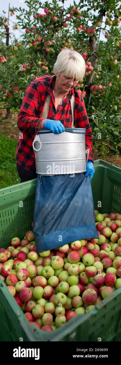 A Polish harvester of the fruit farm Herzberg empties her bucket into a ...