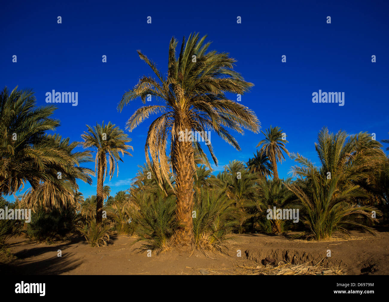 Palm Trees On Nile River Banks, Soleb, Sudan Stock Photo - Alamy