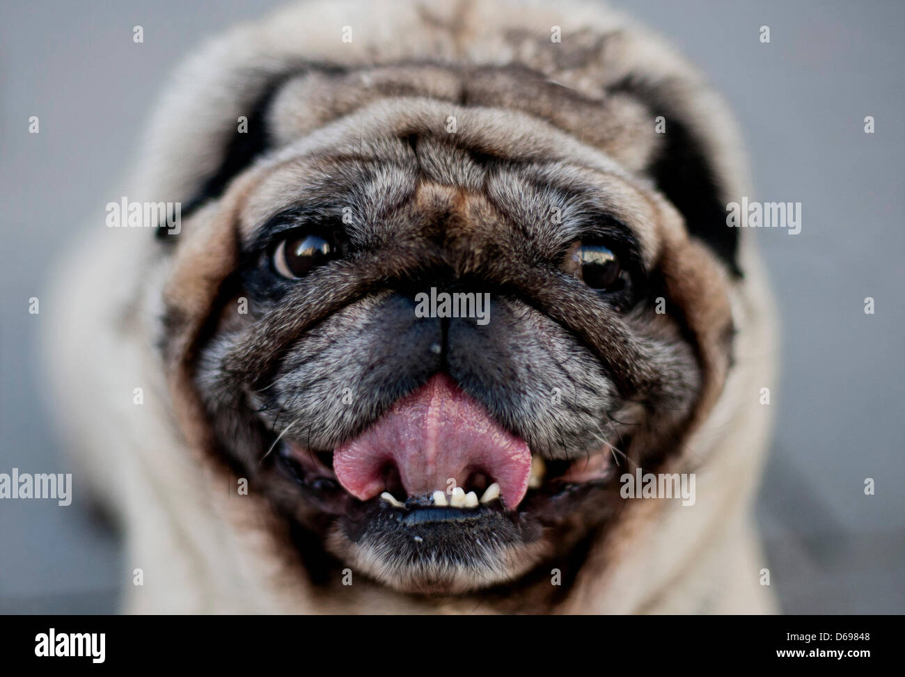 Pug Terry bares his teeth in Munich, Germany, 01 August 2012. Photo ...