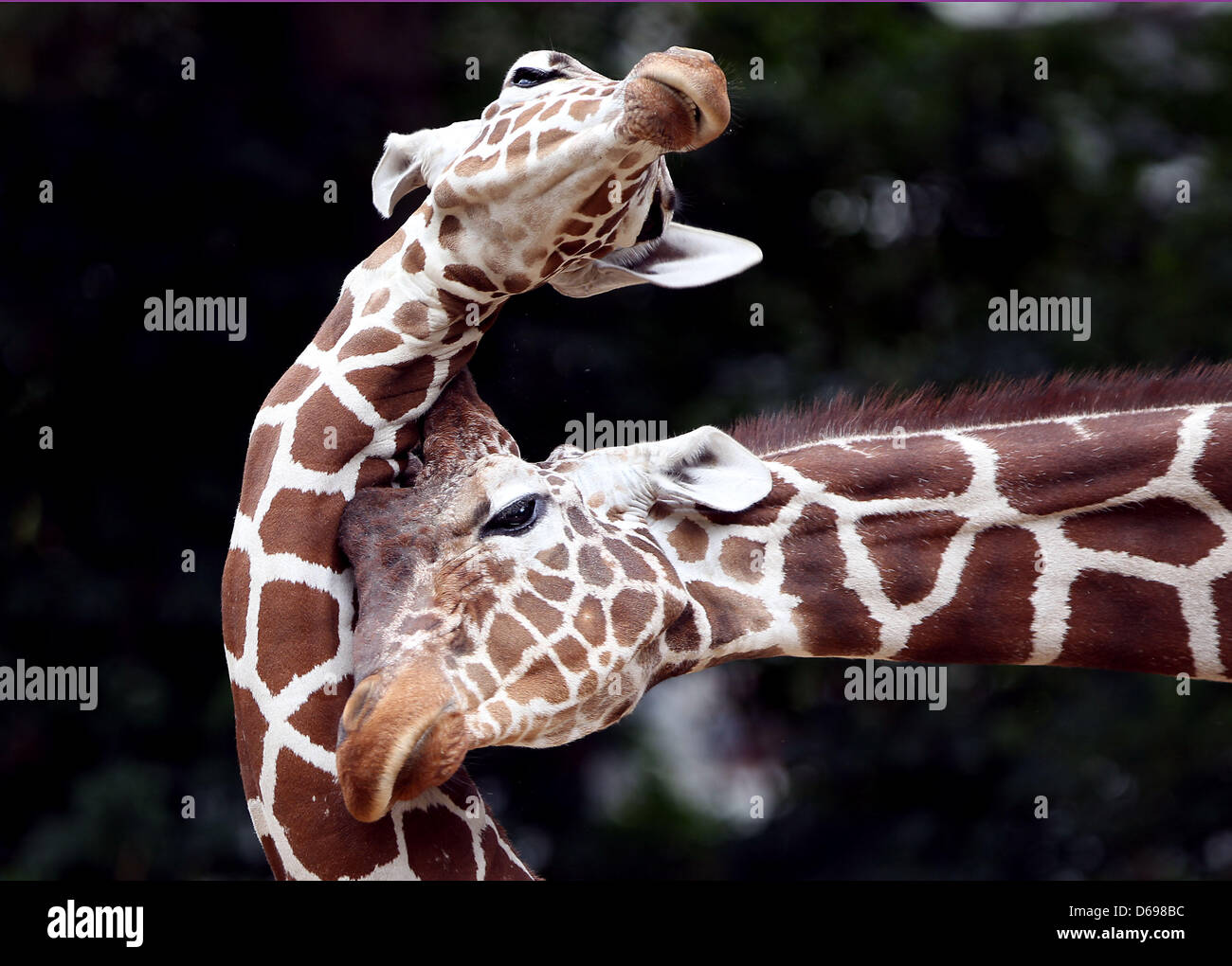 Two Reticulated Giraffes play at the zoo in Cologne, Germany, 02 August ...