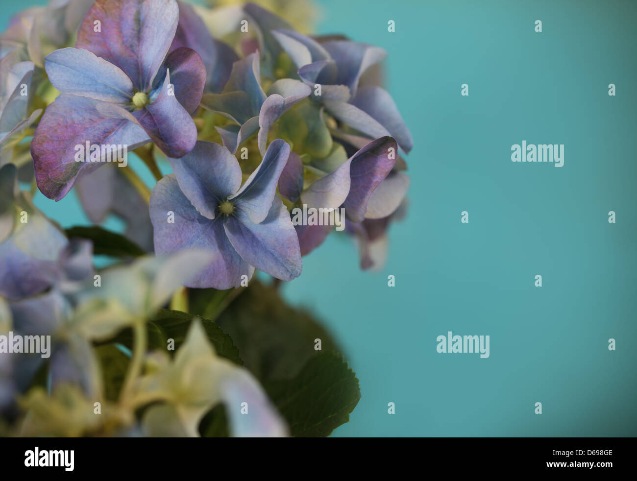 Close-up of a blue hydrangea plant Stock Photo - Alamy