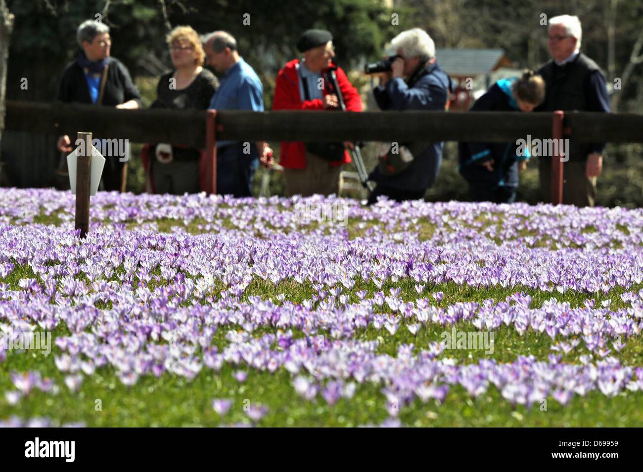 Drehbach, Germany. 15 April 2013. Crocuses are in full bloom in ...