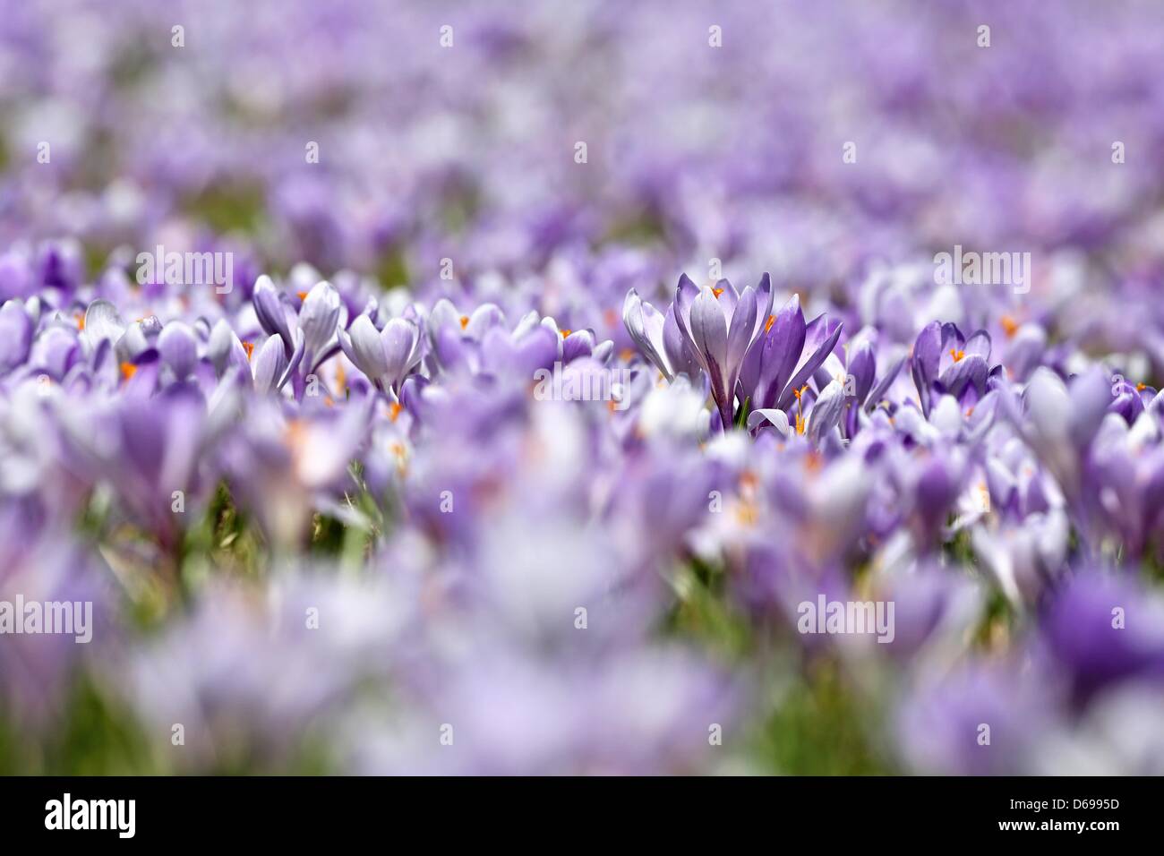 Drehbach, Germany. 15 April 2013. Crocuses are in full bloom in ...
