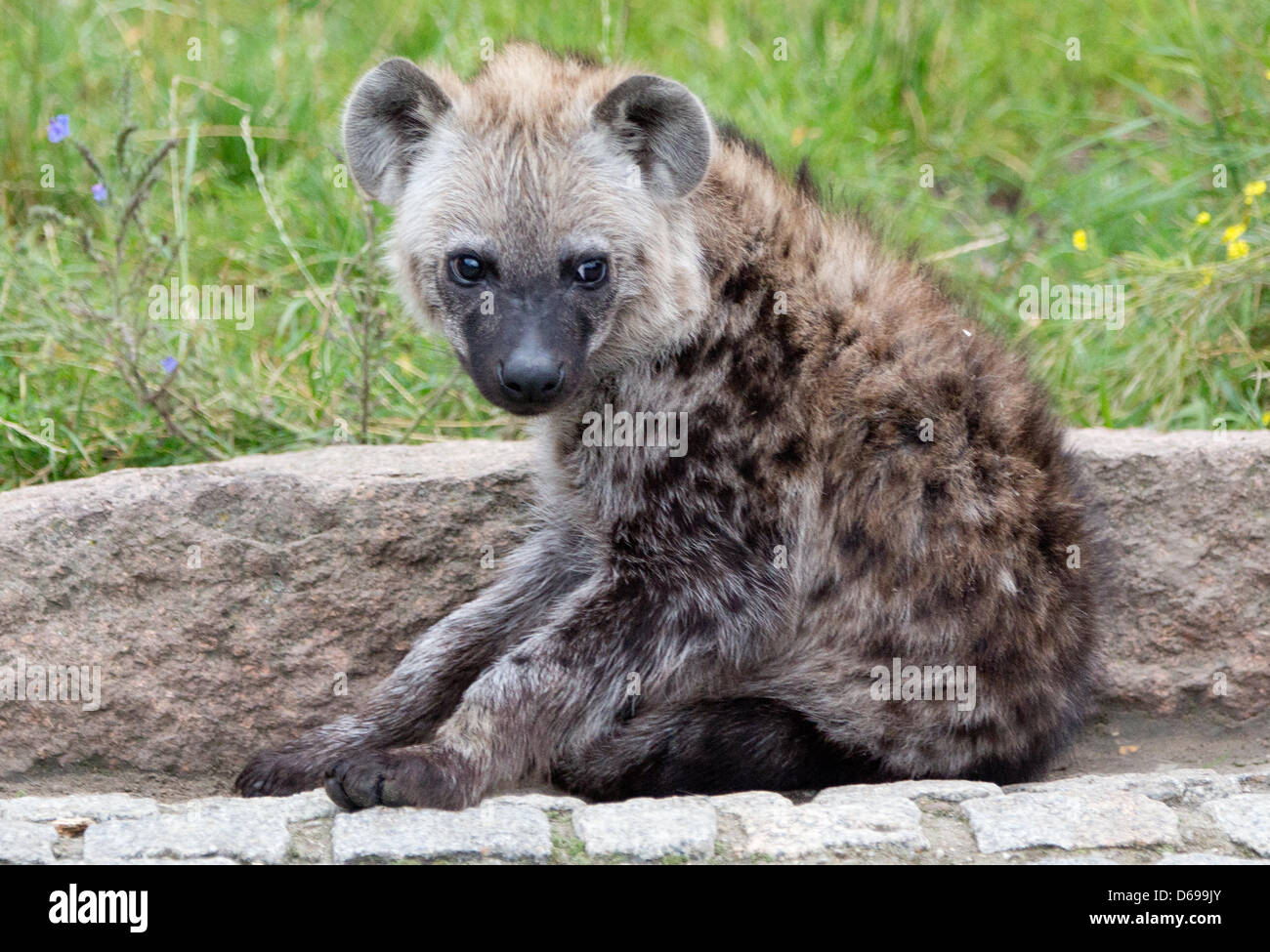 Five-month-old spotted hyena Juma sits in her compound at the zoo ...