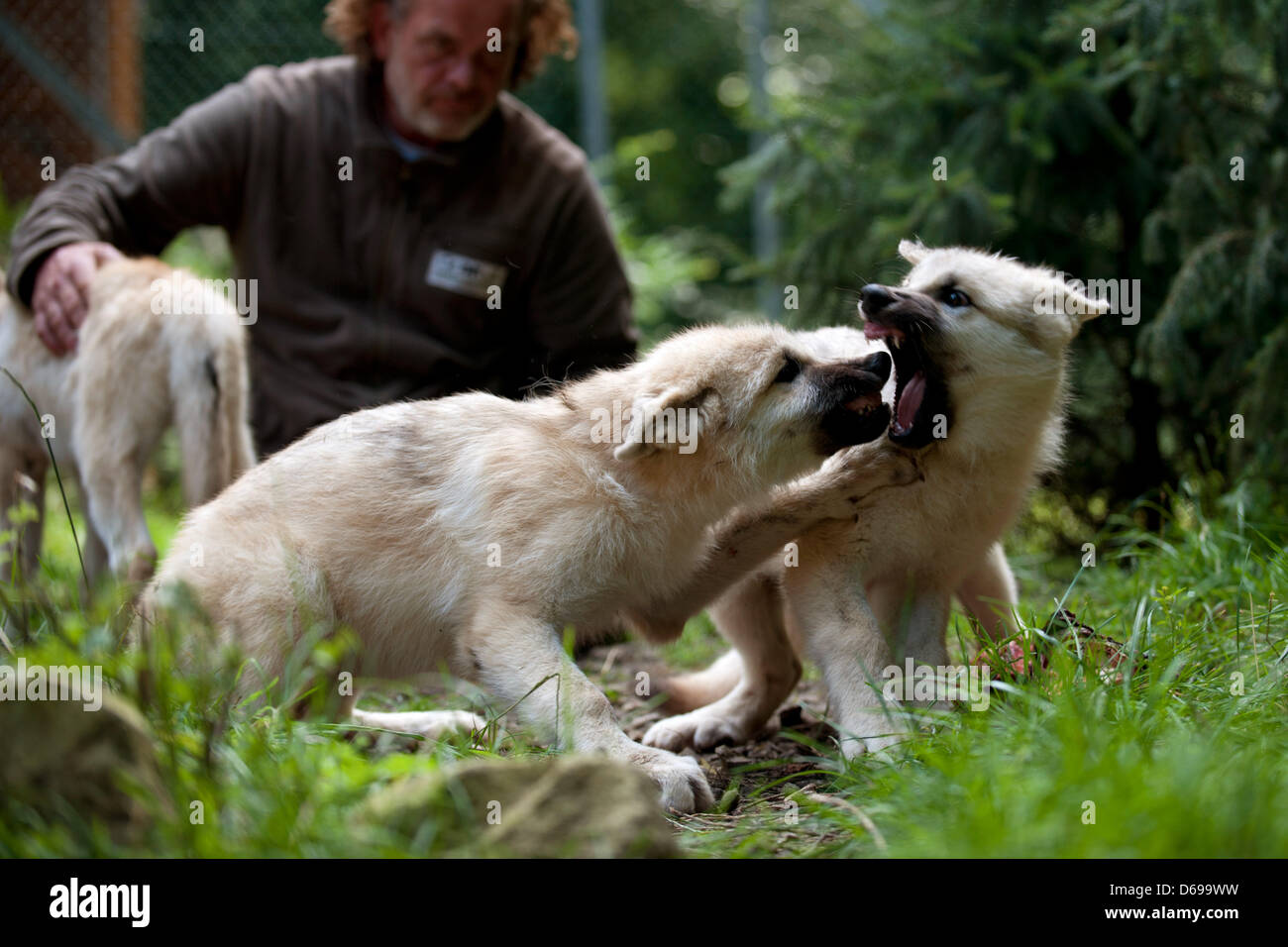 Five wolves hi-res stock photography and images - Alamy