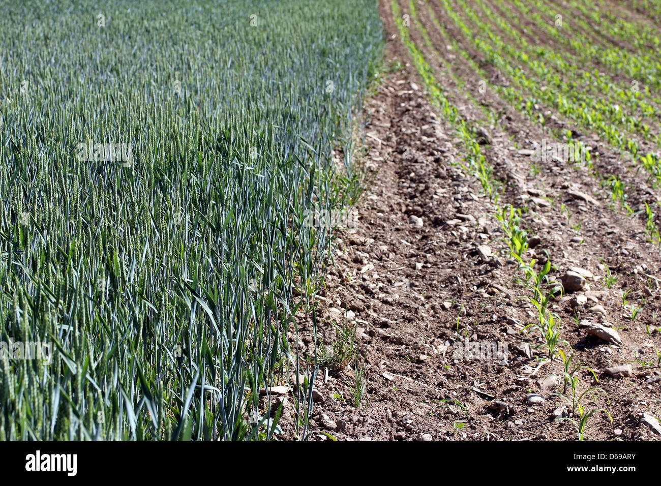 fresh young green wheat spikes Stock Photo - Alamy