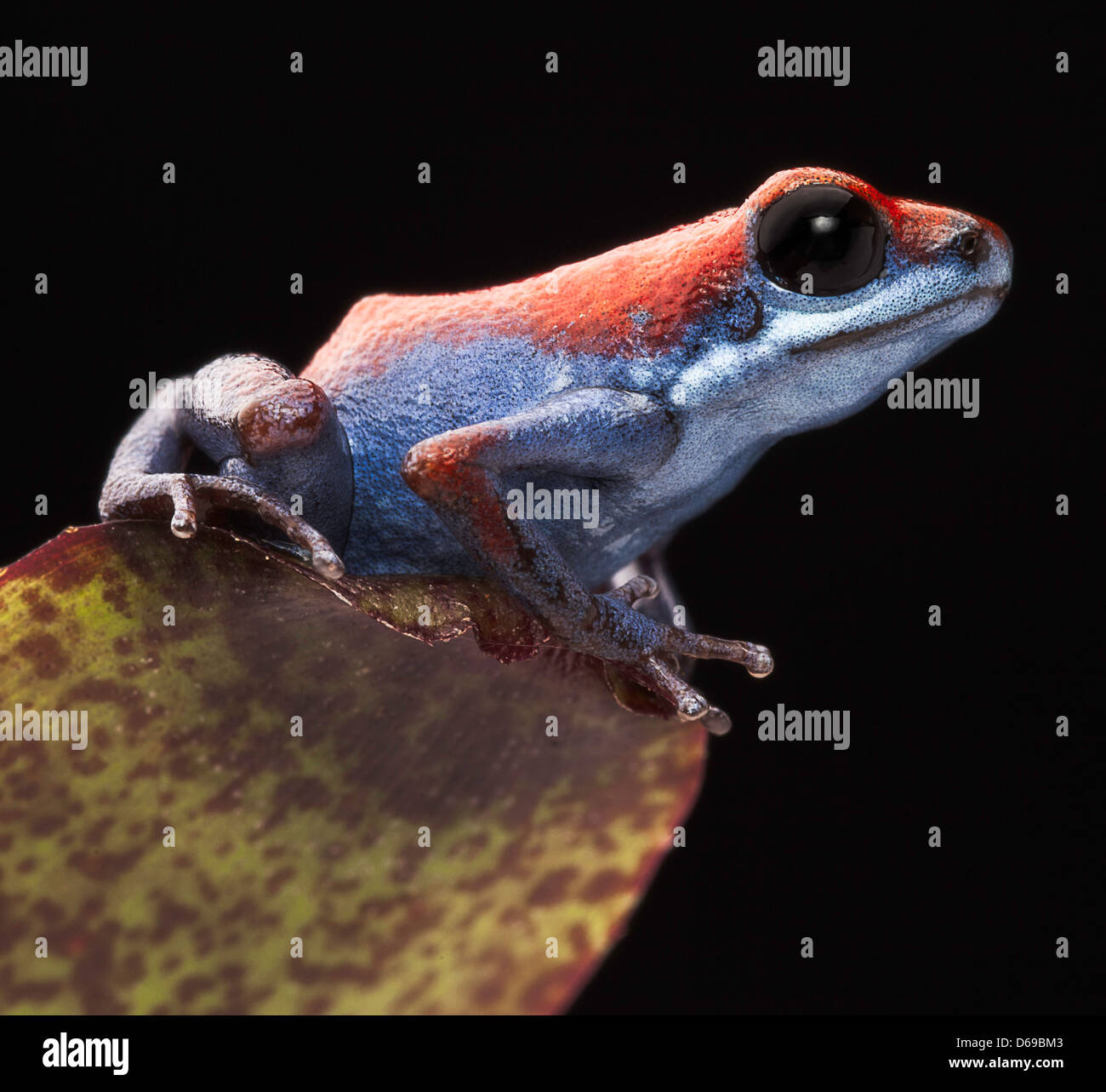 Strawberry poison dart frog from Isla Escudo Panama. Beautiful red and ...