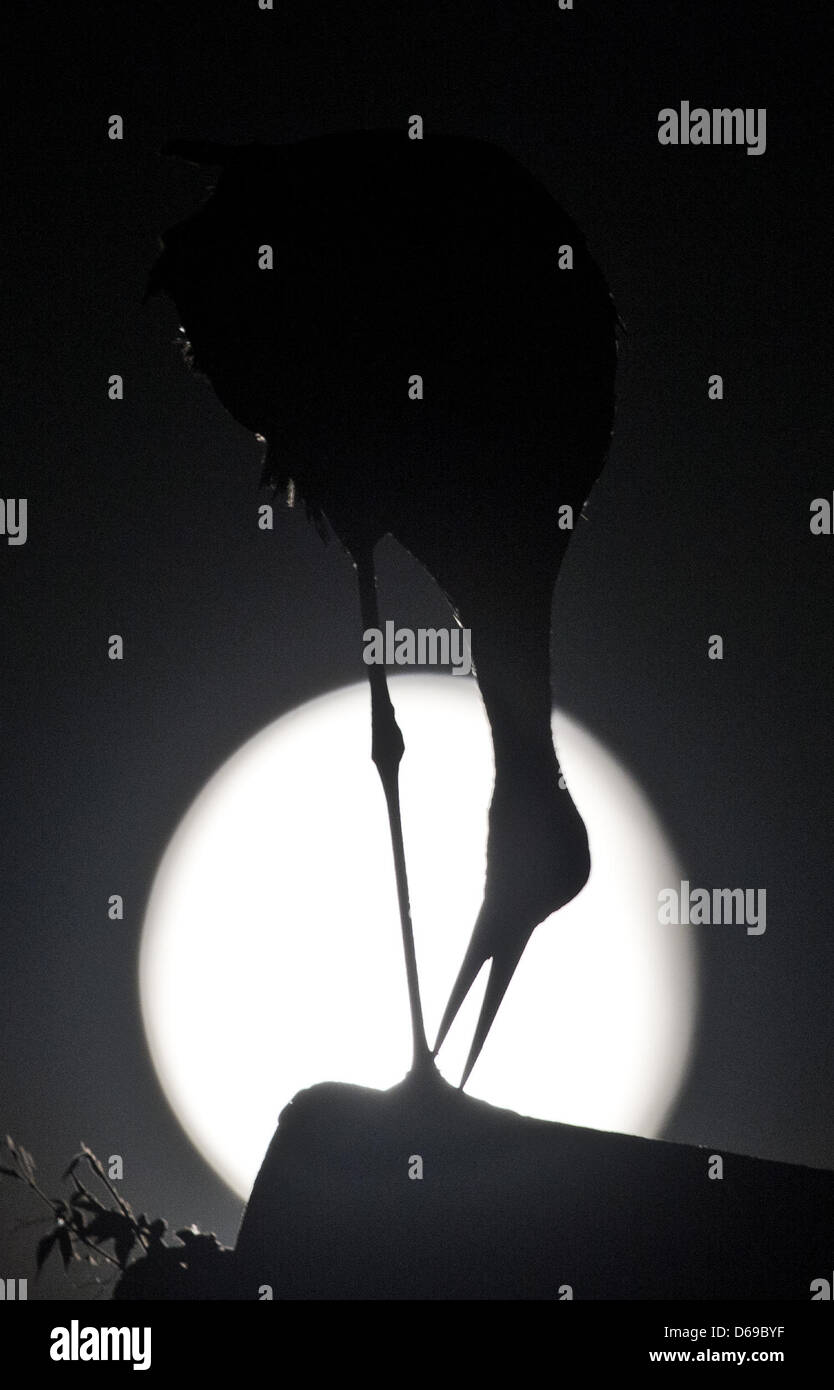 The silhouette of a stork standing on a rooftop is visible in front of ...