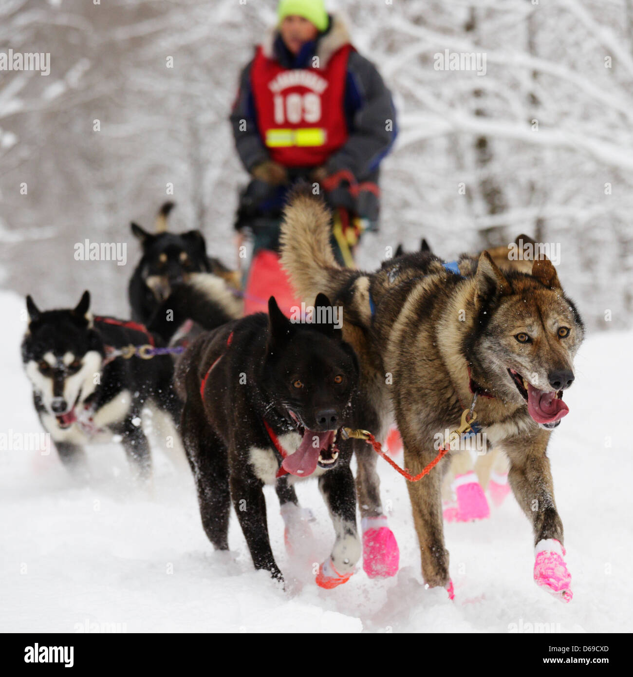 The sled dog team of mid-distance musher Nick Turman on the trail soon ...