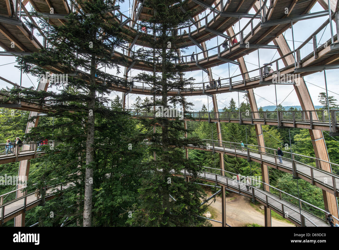 View of the Tree Tower on the Treetop Path at Bavarian Forest National ...