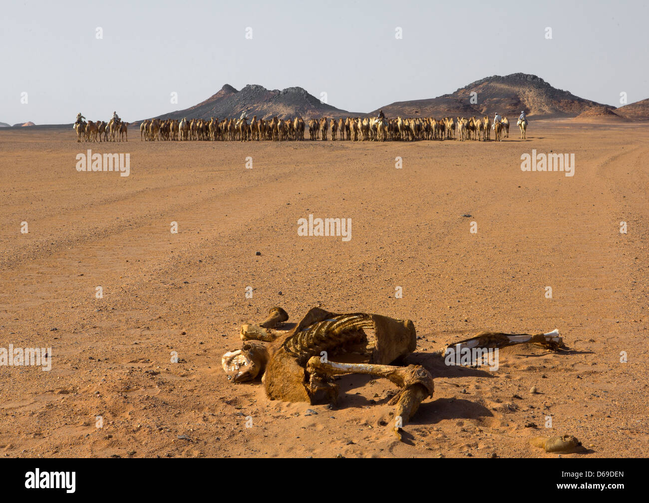 Dead Camel In Front Of A Herd Going To Egypt, Dongola, Sudan Stock ...