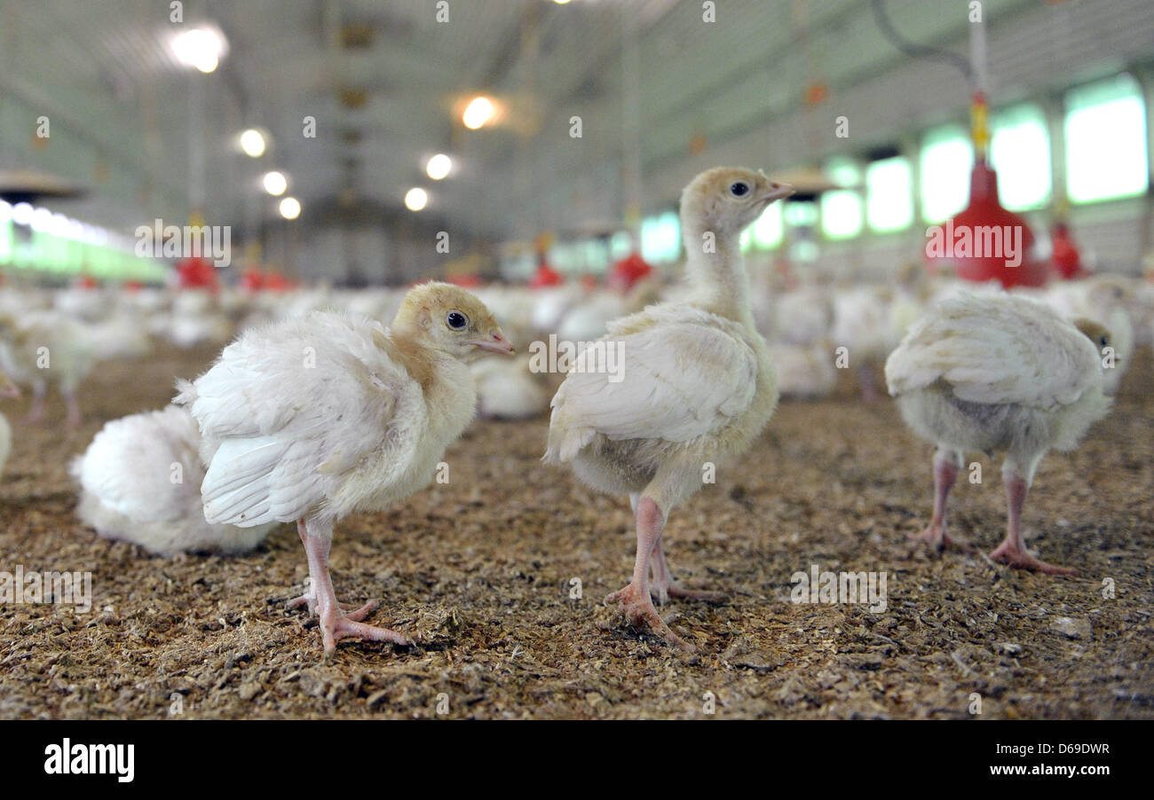 Lorup hi-res stock photography and images - Alamy