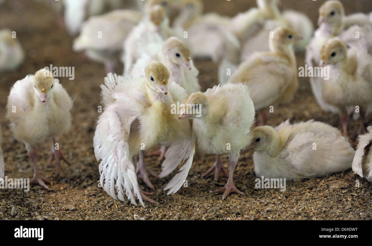 Two-week-old turkeys are pictured in a shed in Lorup, Germany, 07 ...