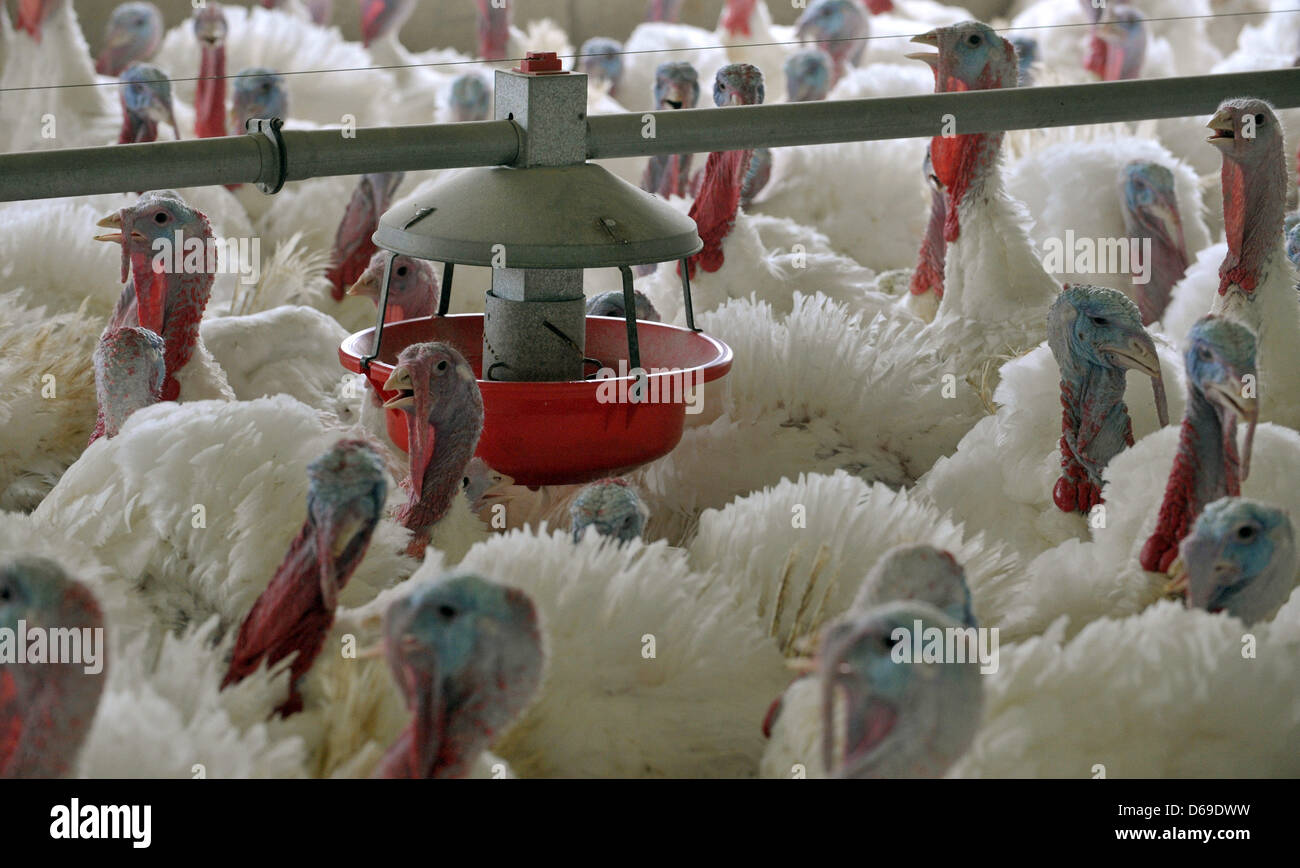 Lorup hi-res stock photography and images - Alamy