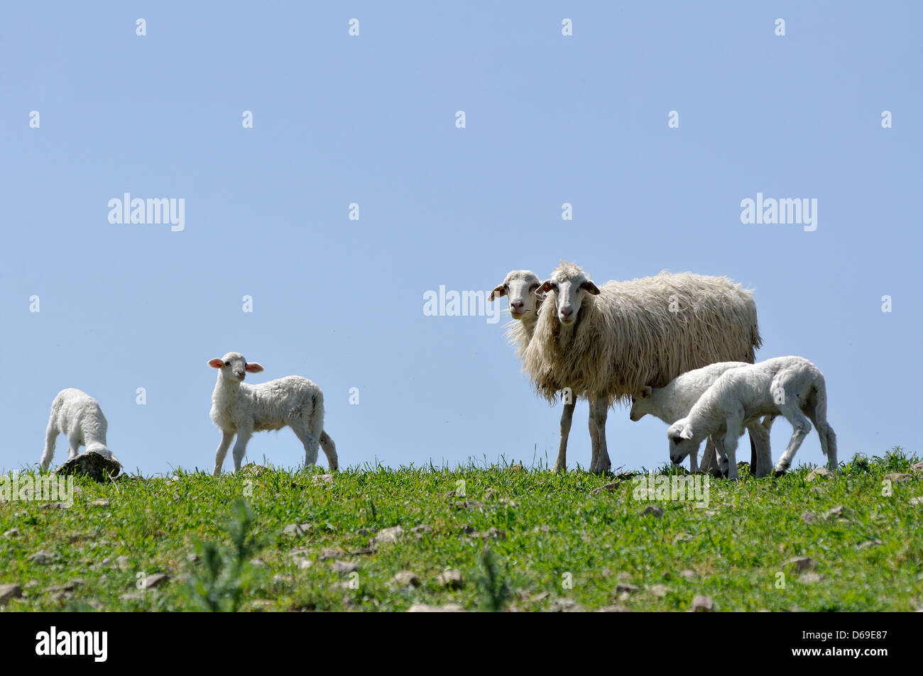 Grazing graze sheep hi-res stock photography and images - Alamy