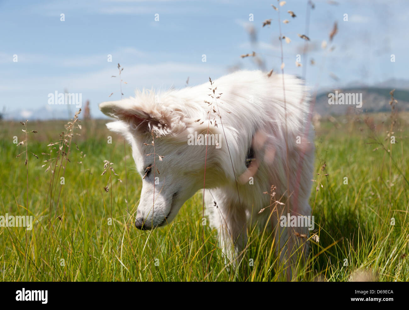 Altai dog hi-res stock photography and images - Alamy