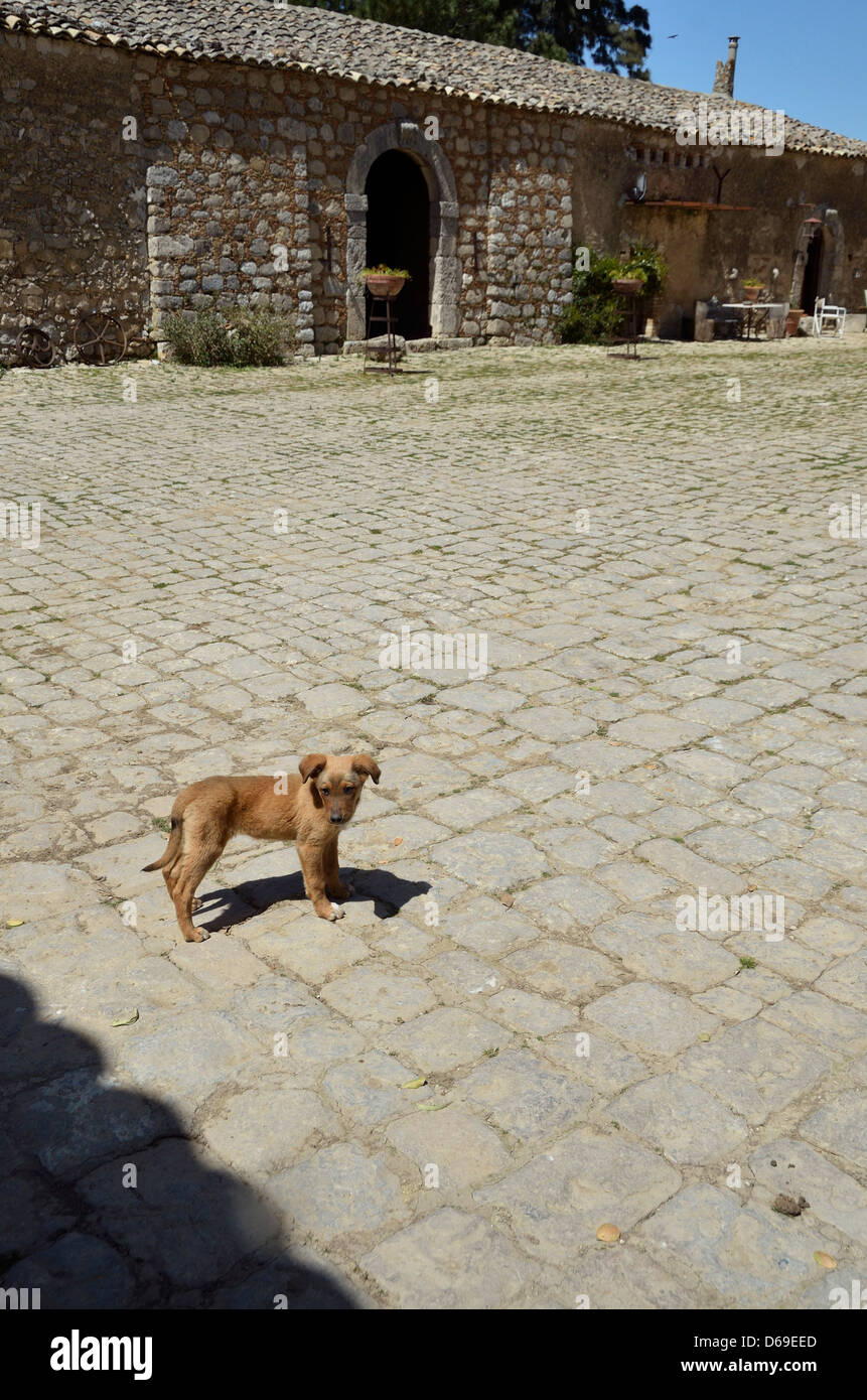 Dog in the courtyard of an estate in Sicily, Italy Stock Photo - Alamy