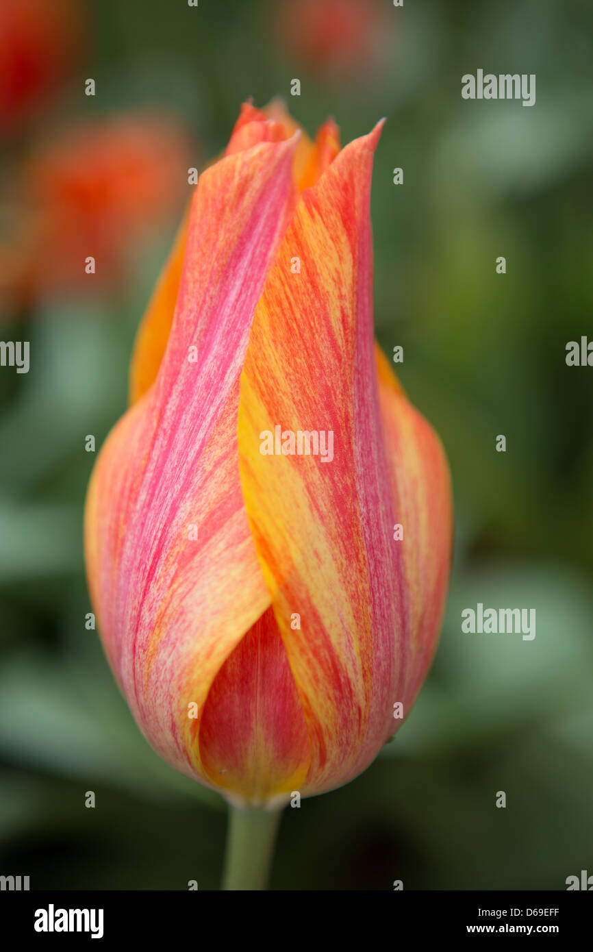 Variegated tulip hi-res stock photography and images - Alamy
