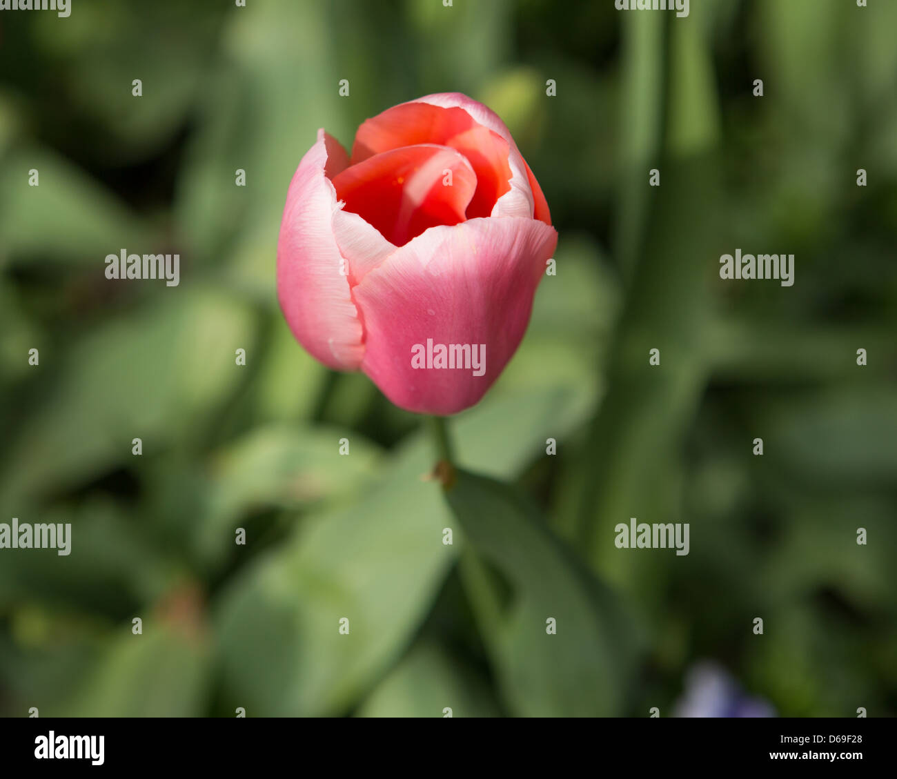 Pink Tulip taken from angle of above side Stock Photo - Alamy