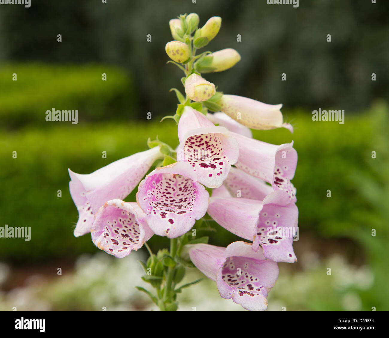 pink Spotted flower Stock Photo - Alamy