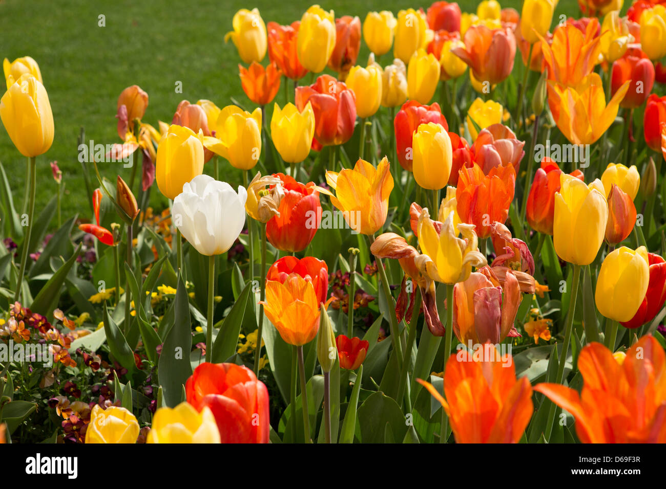 Yellow and orange tulips, and one lone white tulip Stock Photo - Alamy