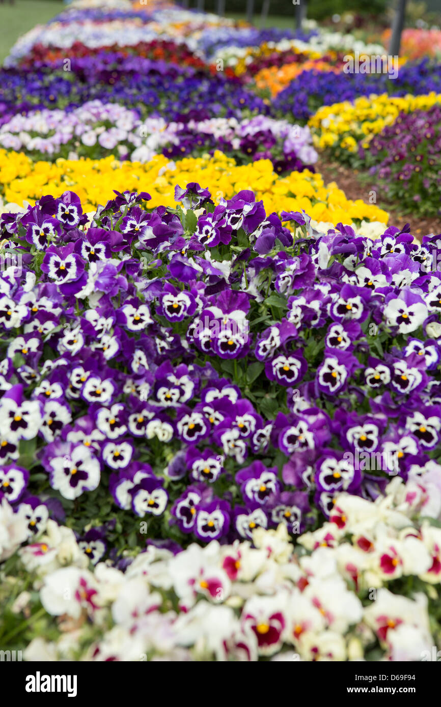 Large garden of spring flowers Stock Photo - Alamy