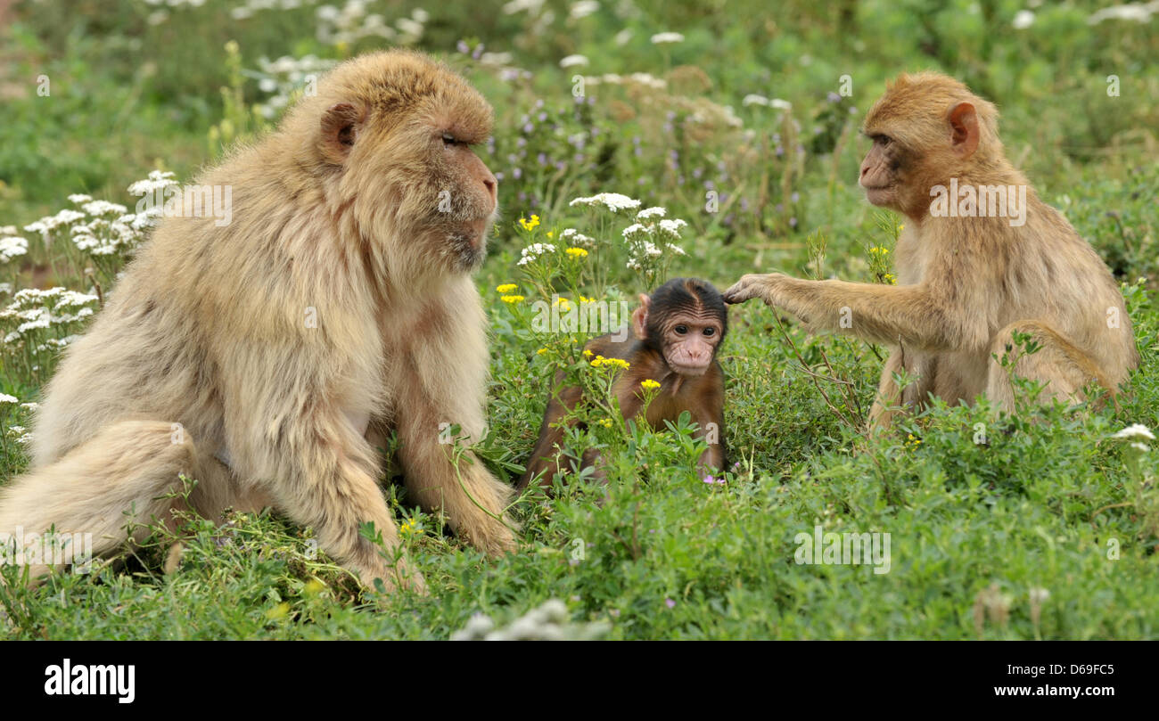Three Barbary macaques, two adults and a young one, sit in an enclosure ...