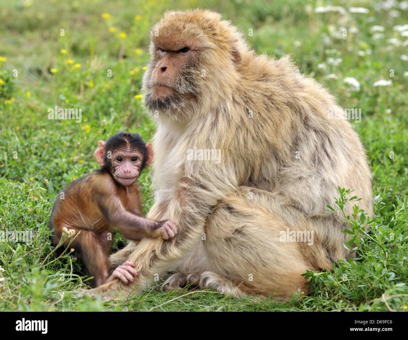 A young Barbary macaque and its mother sit in an enclosure at the zoo ...