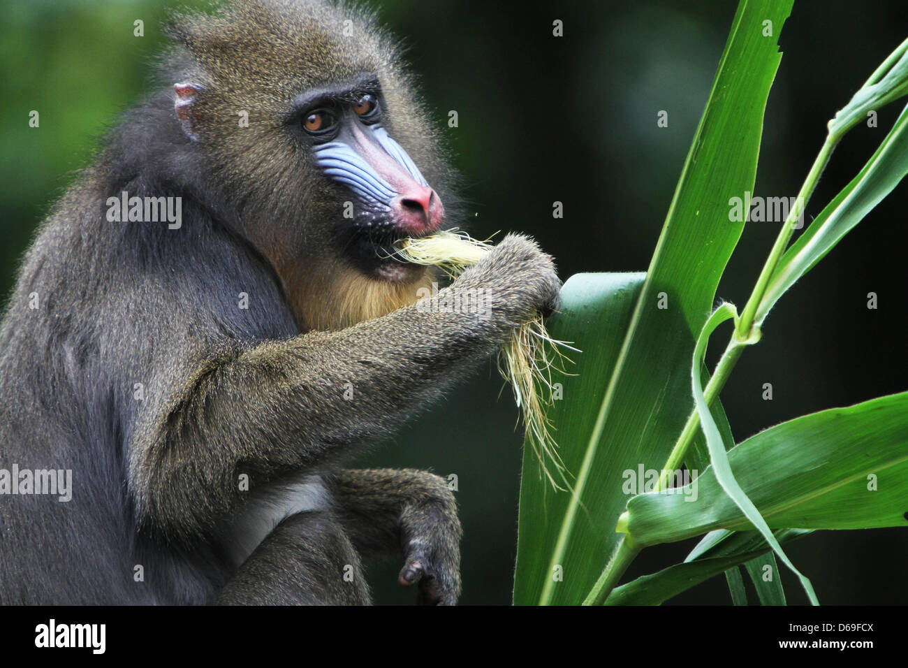 Mandrill chews ear corn ouwehand hi-res stock photography and images ...
