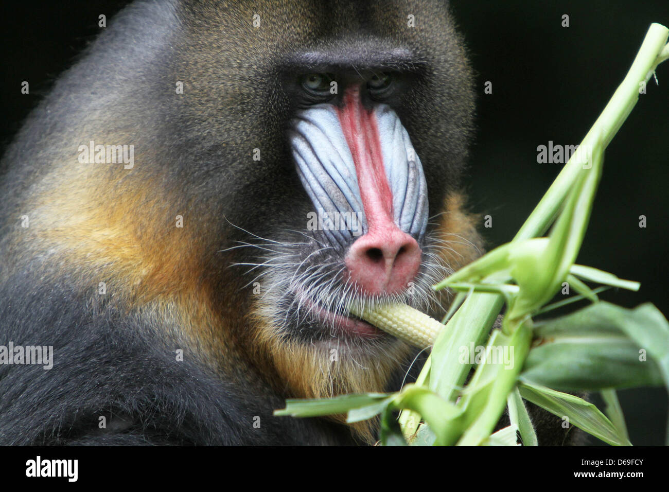 A mandrill chews an ear of corn at Ouwehand Zoo in Rhenen, Netherlands ...