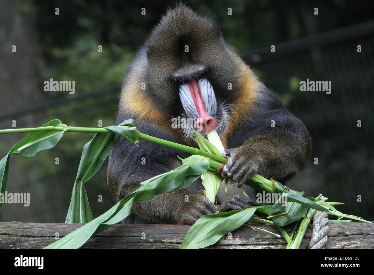 A mandrill chews an ear of corn at Ouwehand Zoo in Rhenen, Netherlands ...