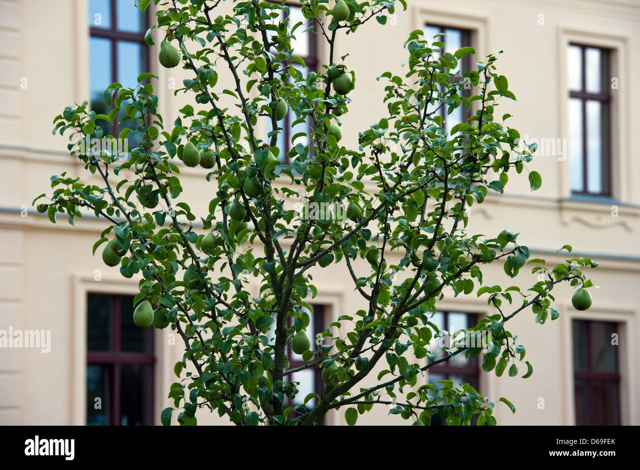 A pear tree grows in front of Ribbeck Manor in Ribbeck, Germany, 08 ...