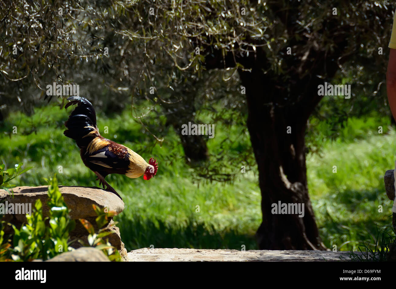 Sicily animal hi-res stock photography and images - Alamy