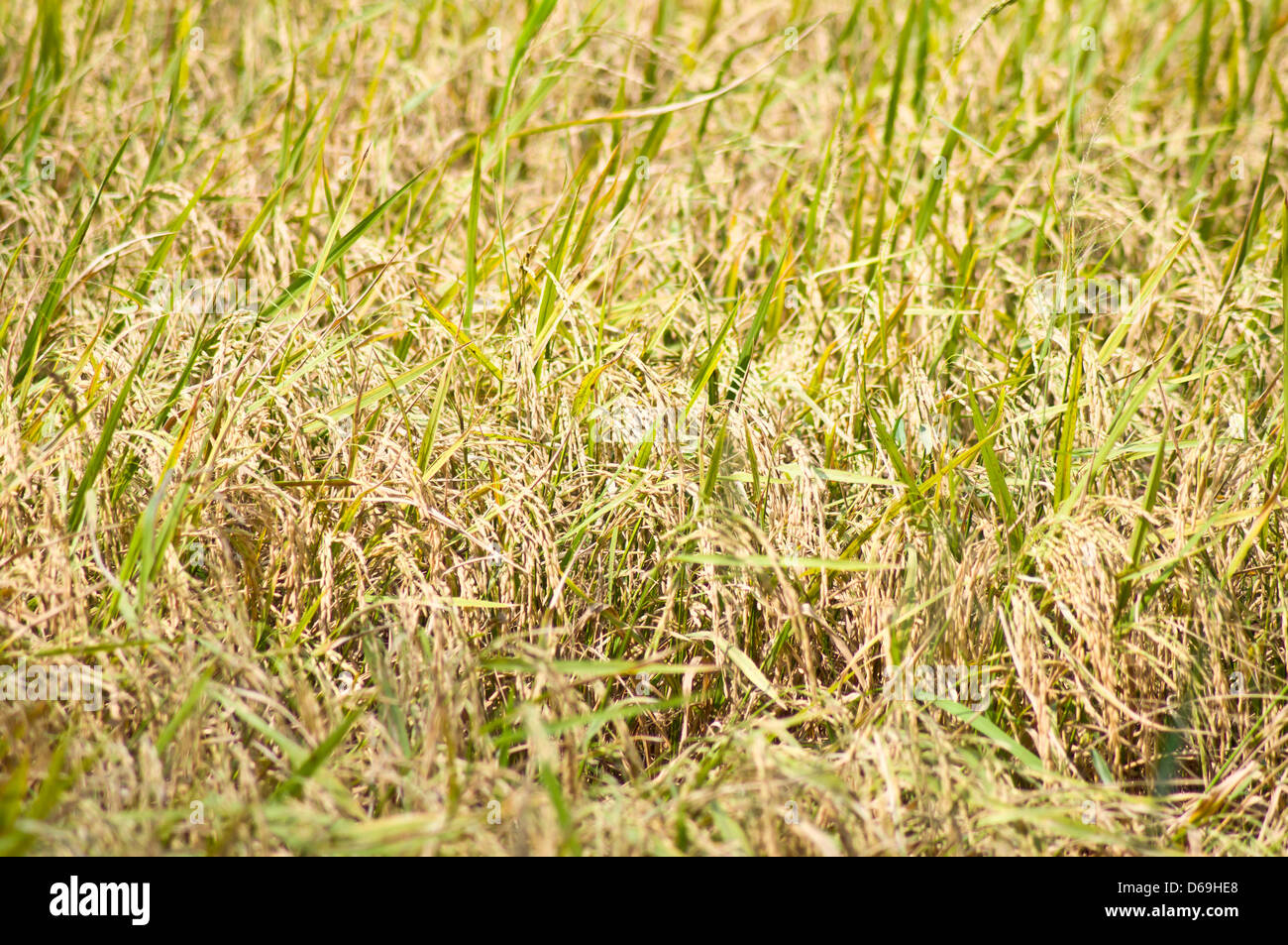 Golden rice field hi-res stock photography and images - Alamy